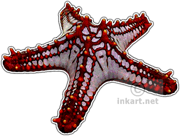 Download Red Starfish Png - Red Knob Starfish - Full Size PNG Image ...