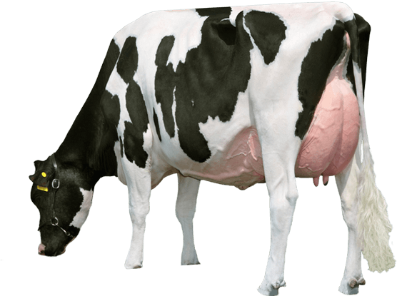 Download Cow Png - Milk Cow Pic Png - Full Size PNG Image - PNGkit