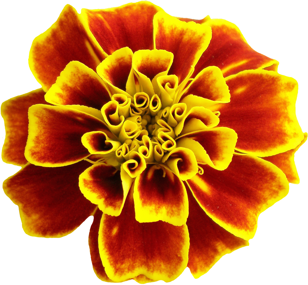 Download Flower Png - Full Size PNG Image - PNGkit