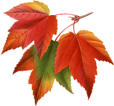 Download Fall Leaves - Autumn Leaves Png - Full Size PNG Image - PNGkit