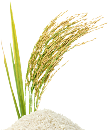 Download Rice Stalk Png - Rice - Full Size PNG Image - PNGkit
