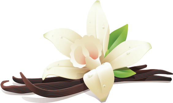 Download Transparent Illustration Of Vanilla Flower And Three Vanilla ...