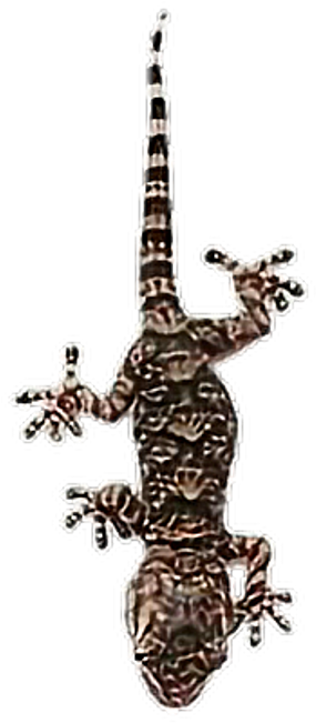 Download Aesthetic Png Polyvore Lizard Gecko Brown Warm - Picsart Photo ...