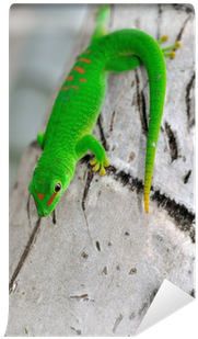 Download Carolina Anole - Full Size PNG Image - PNGkit