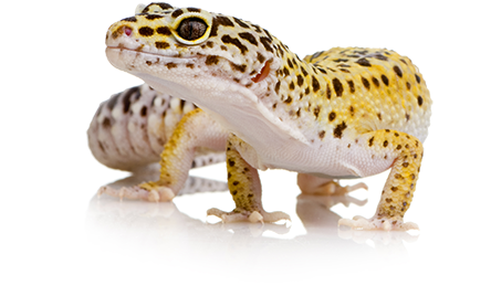 Download Easy To Use - Leopard Gecko - Full Size PNG Image - PNGkit