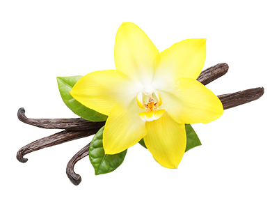Download Transparent Vanilla Flower Png - Vanilla Png - PNGkit