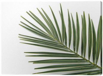 Download Sabal Minor - Full Size PNG Image - PNGkit