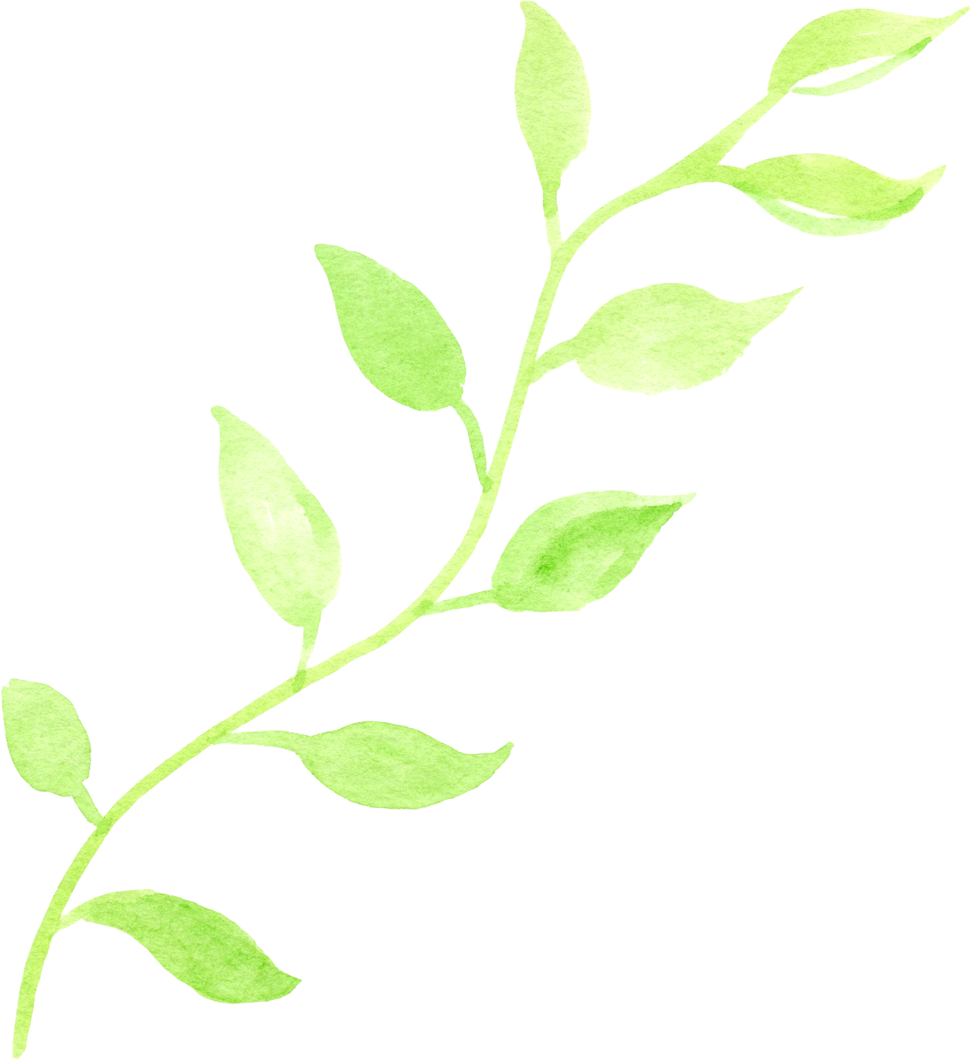 Download 0℃素材29 - Bay Laurel - Full Size PNG Image - PNGkit