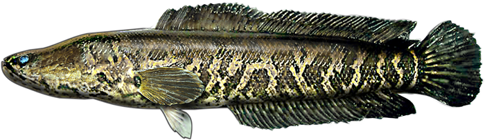 Download Snakehead Transparent - Full Size PNG Image - PNGkit