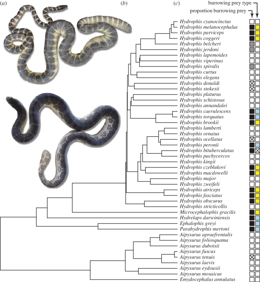 Download Exemplar Sea Snakes Showing Variation In Head Size - Hydrophis ...