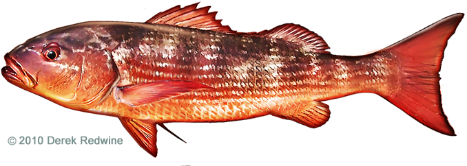 Download Mullet Snapper Fish - Full Size PNG Image - PNGkit