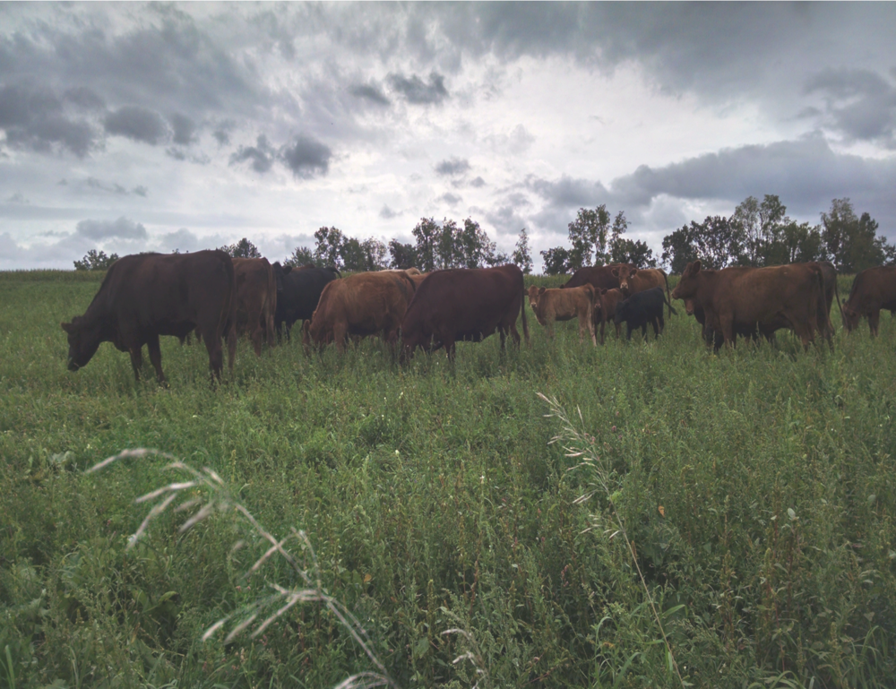 Download Cows - Cattle - Full Size PNG Image - PNGkit