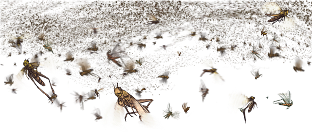 Download Transparent Plagueday - Locust Swarm Png - PNGkit