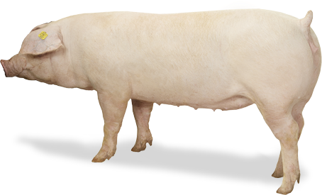 Download Dna Genetics Line 400 Landrace - Landrace Pig Png - Full Size ...
