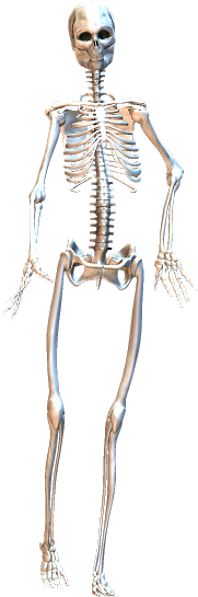 Download Skeleton Walking 1 - Skeleton - Full Size PNG Image - PNGkit