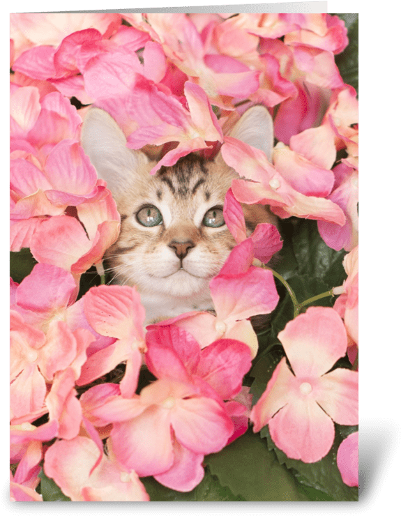 Download Kitten Peeking From Pink Blossoms Greeting Card - Ravensburger ...