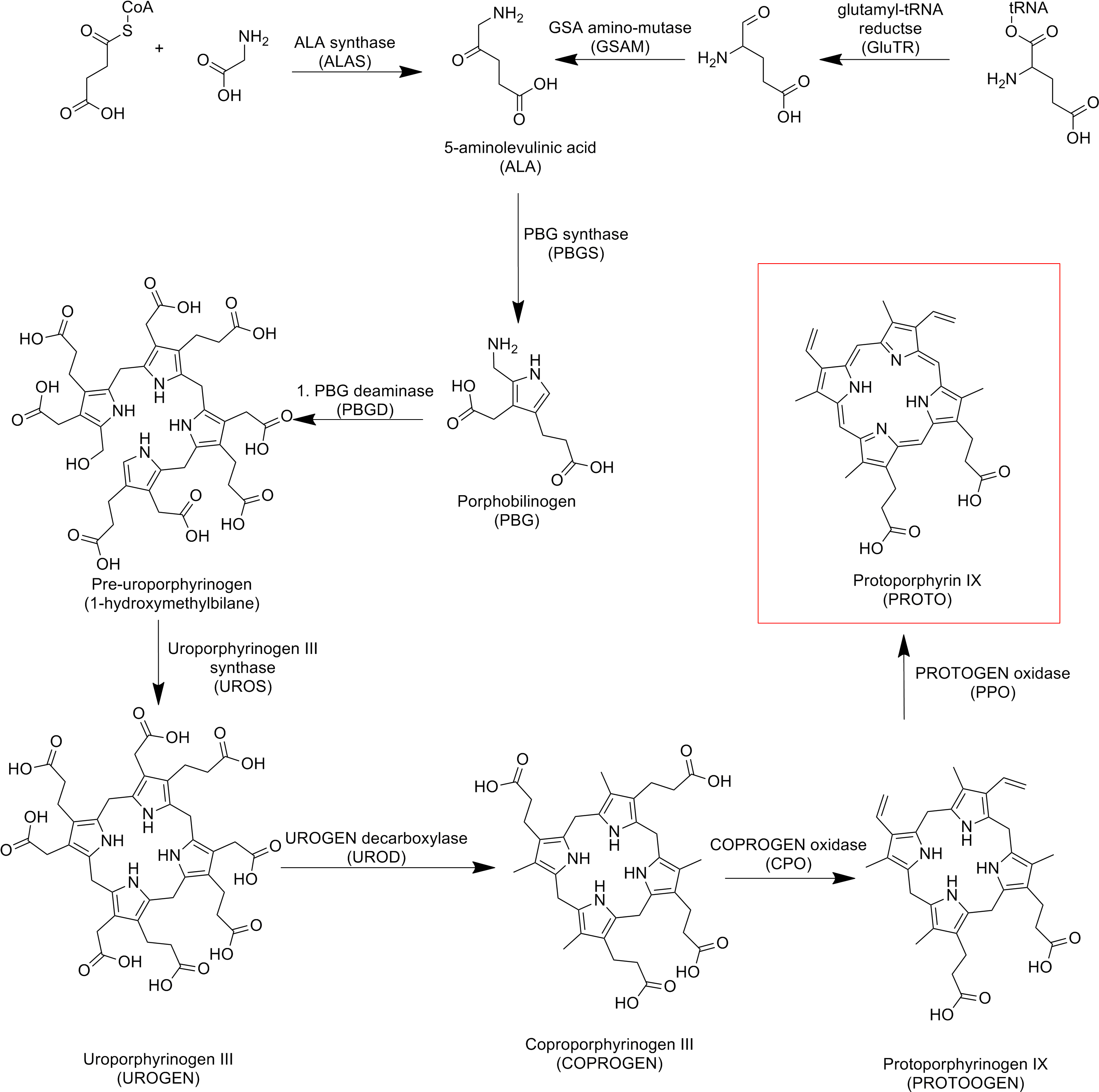 Download Protoporphyrin Ix Biosynthetic Pathway - Protoporfirina Ix ...