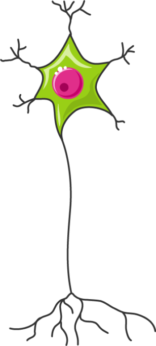 Download Neuron - Full Size PNG Image - PNGkit