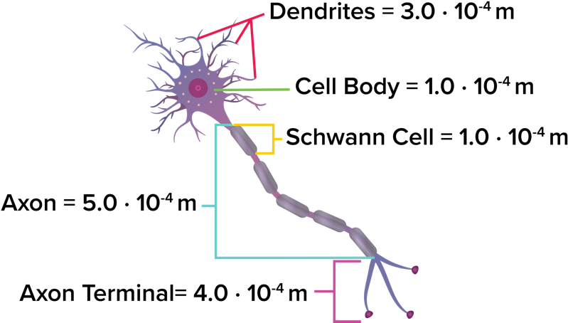 Download Neuron - Diagram - Full Size PNG Image - PNGkit