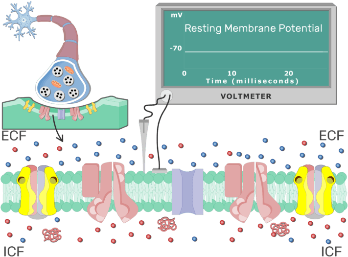 Download An Image Showing Na Ion Diffusion Through A Channel - Neuron ...