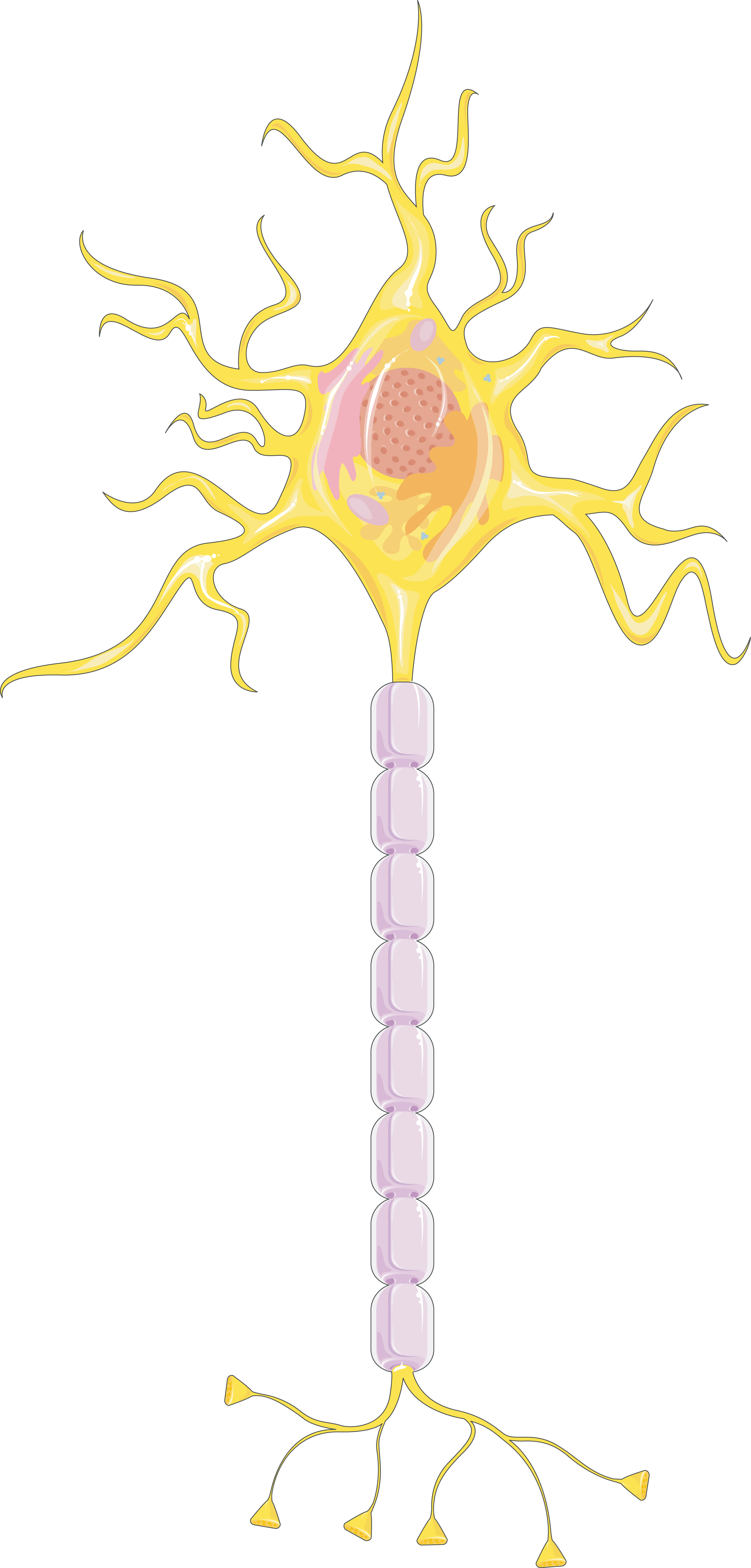 Download Download The Image - Neuron - Full Size PNG Image - PNGkit