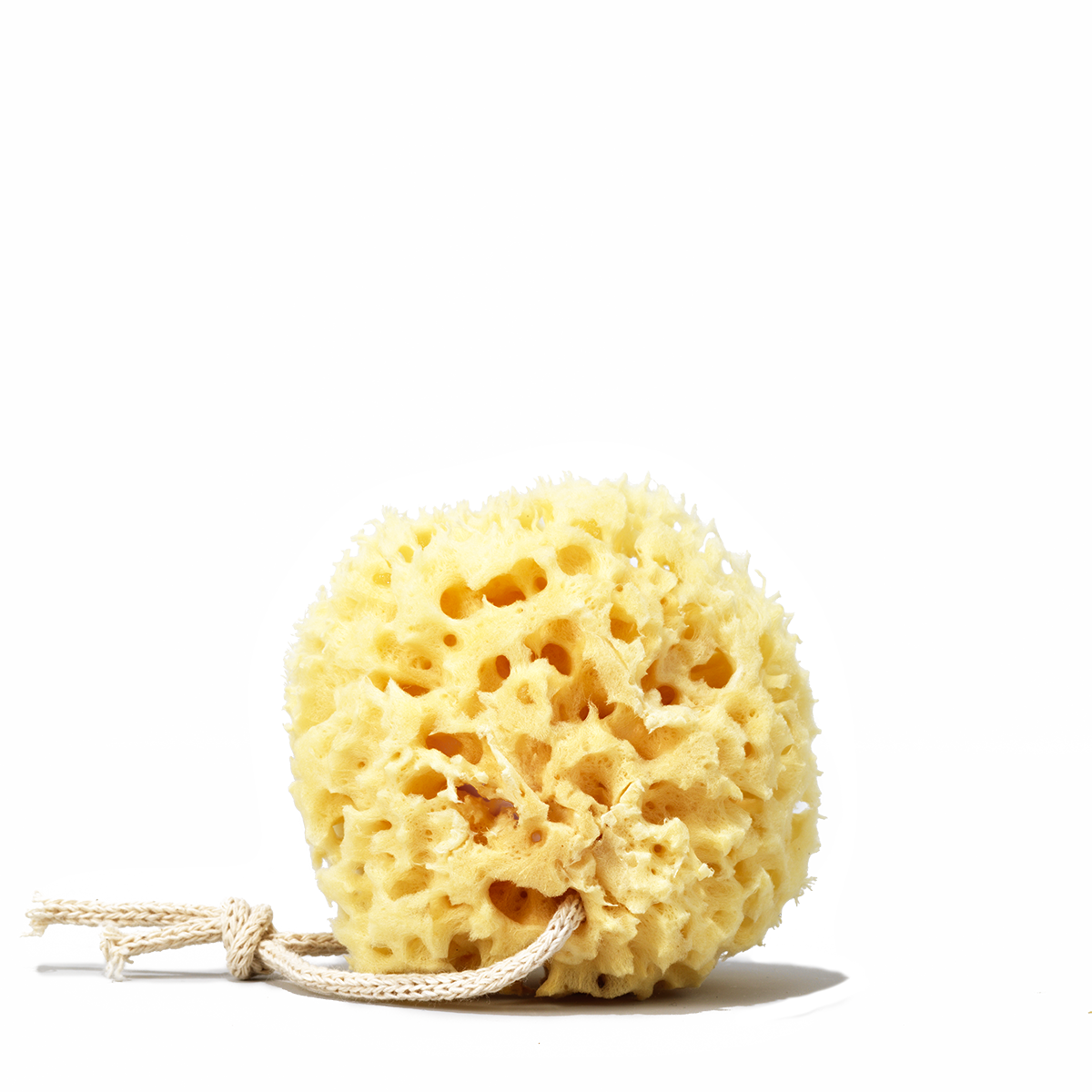 Download Honeycomb Sea Sponge - Sponge - Full Size PNG Image - PNGkit