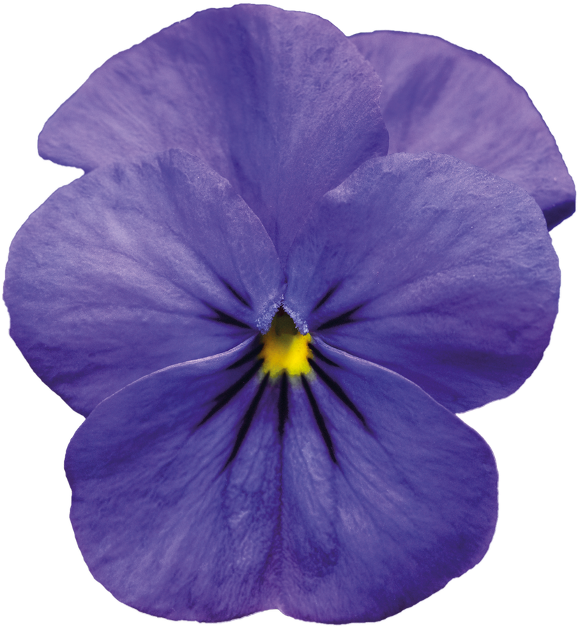 Download Violet Png Pic - Violet Png - Full Size PNG Image - PNGkit
