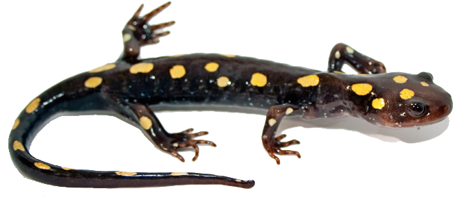 Download Salamander Transparent Png - Yellow Spotted Salamander Png ...