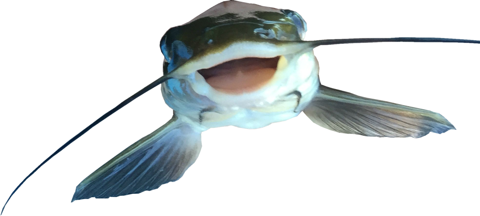 Download Catfish Png File - Catfish Transparent - Full Size PNG Image ...