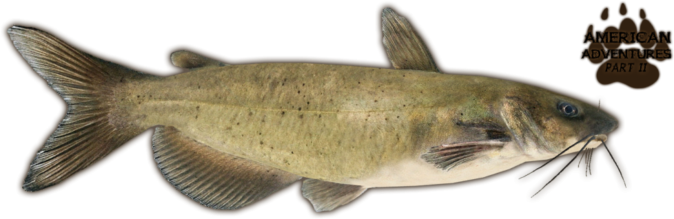 Download Channel Catfish - Png Image For Cat Fish - Full Size PNG Image ...