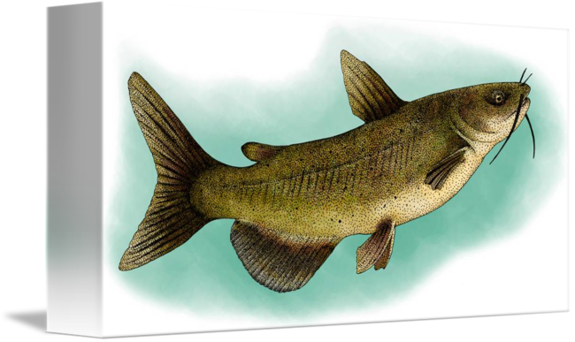 Download Channel Catfish By Roger Hall - Channel Catfish Sticker ...