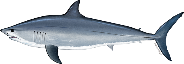 Download Atlantic Shortfin Mako Shark Choose Local F - Shortfin Mako ...