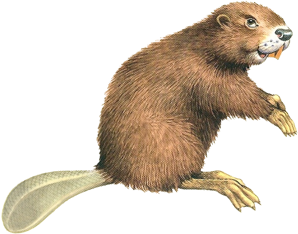 Download Beaver Png - Full Size PNG Image - PNGkit