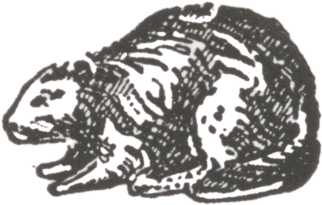 Download About The Beaver Press Print Shop - Hippopotamus - Full Size ...