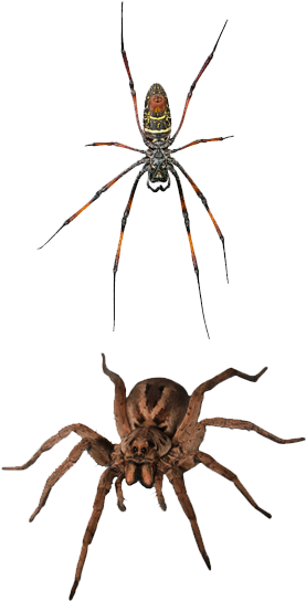 Download Spiders - Spider - Full Size PNG Image - PNGkit