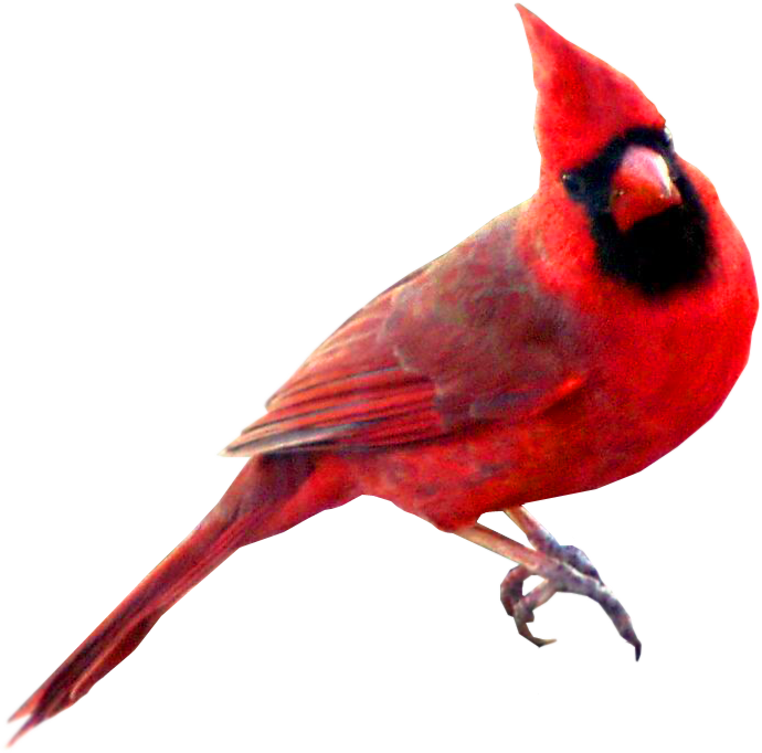 Download Red Carainal Bird - Red Cardinal Bird - Full Size PNG Image ...