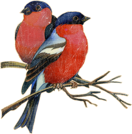 Download Free Library Clip Art Wbpng - Winter Birds Clip Art - Full ...