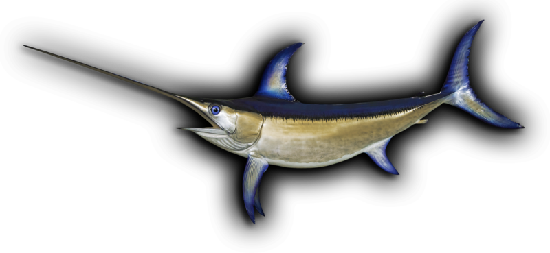 Download Swordfish Fish Mount - Sword Fish Head Png - Full Size PNG ...