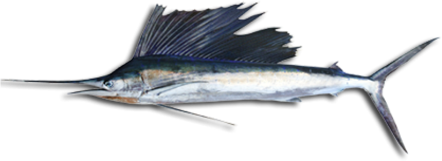 Download Transparent Sailfish - Full Size PNG Image - PNGkit