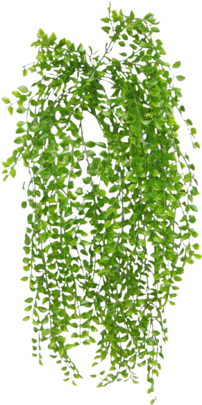 Download Share This Image - Ruscus Hanging Bush - Full Size PNG Image ...