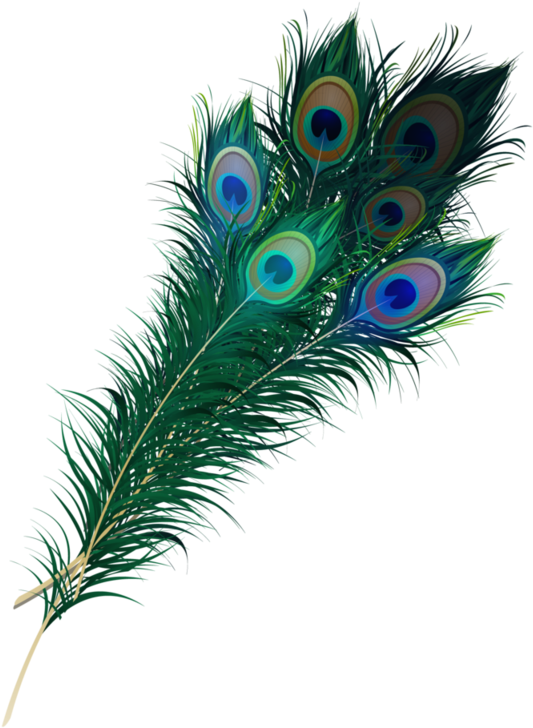Download Real Peacock Feather Png - Full Size PNG Image - PNGkit