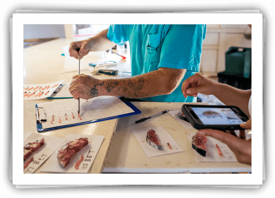 Download Checking Tuna Quality - Tuna - Full Size PNG Image - PNGkit