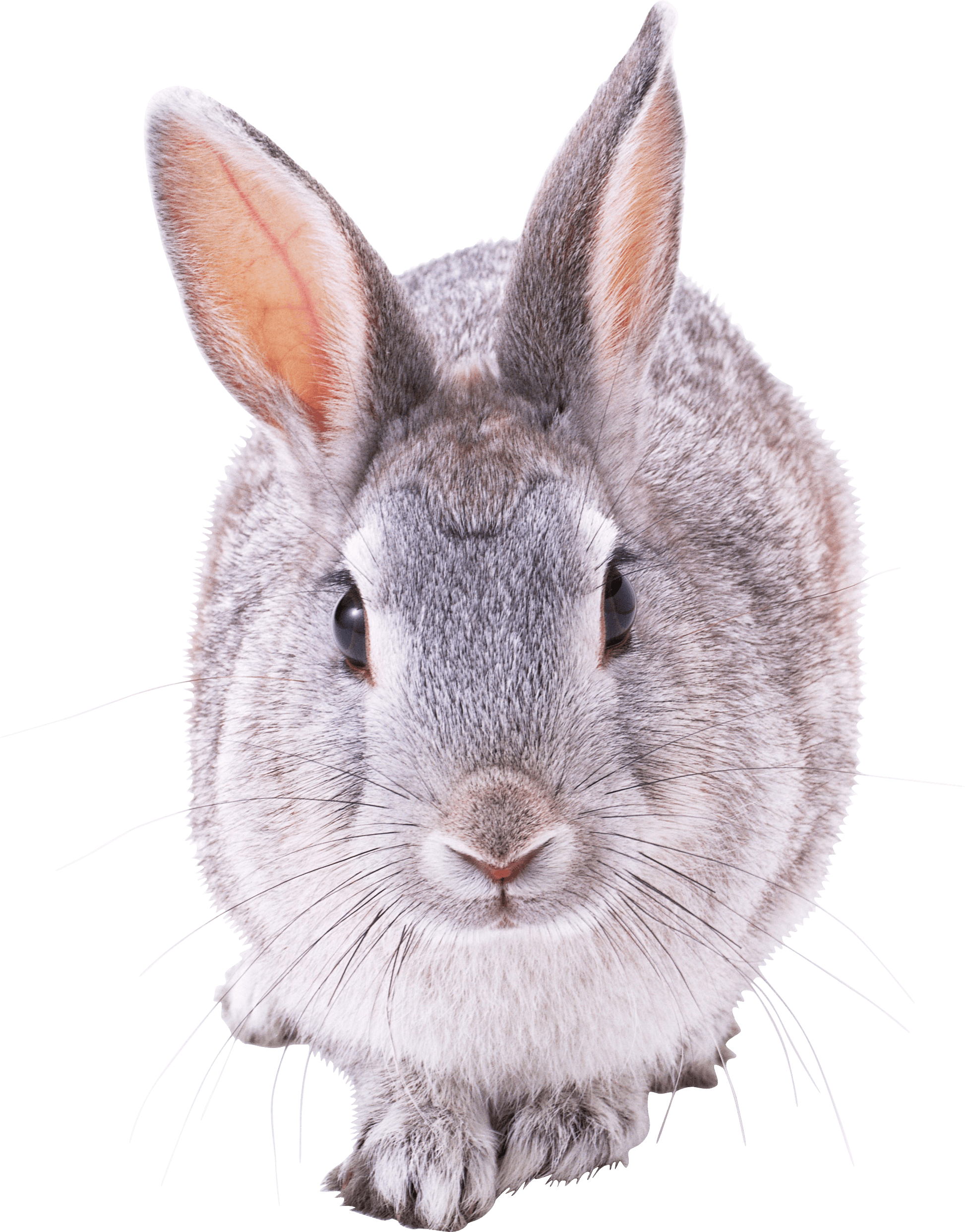 Download Animals - Front View Of A Rabbit - Full Size PNG Image - PNGkit