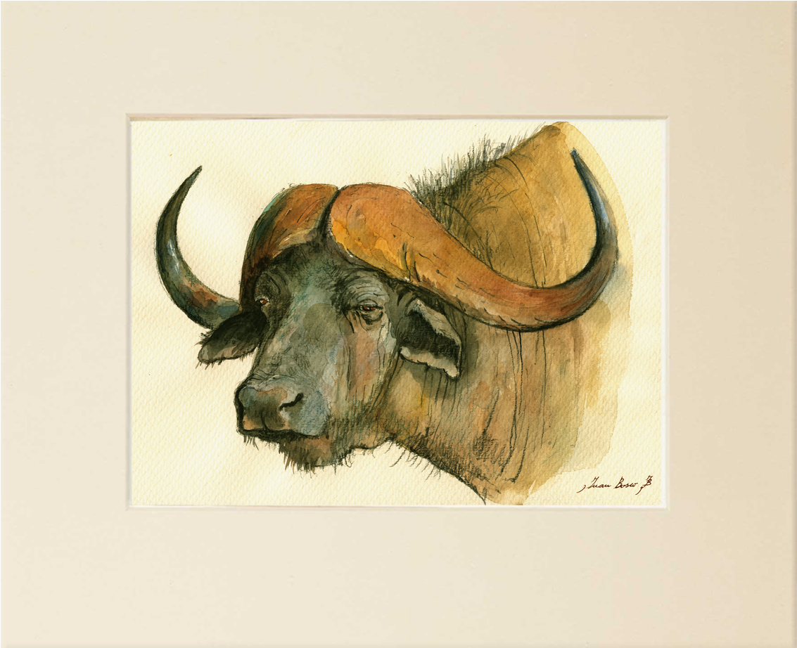 Download 11x8" Inches - " - African Big 5 Drawings - Full Size PNG ...