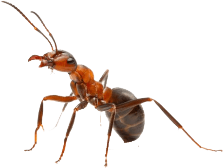 Download Ant Cutout 2 - Queen Ant With Crown - Full Size PNG Image - PNGkit