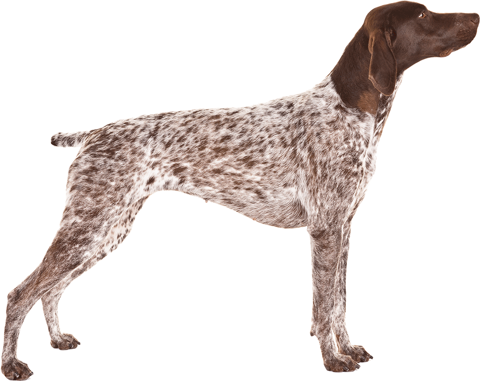 Download A German Shorthaired Pointer - German Shorthaired Pointer ...