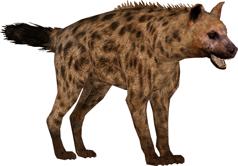 Download Hyena Png - Hyena Png Transparent - Full Size PNG Image - PNGkit