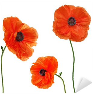 Download Poppy Transparent White Background - Transparent Background ...