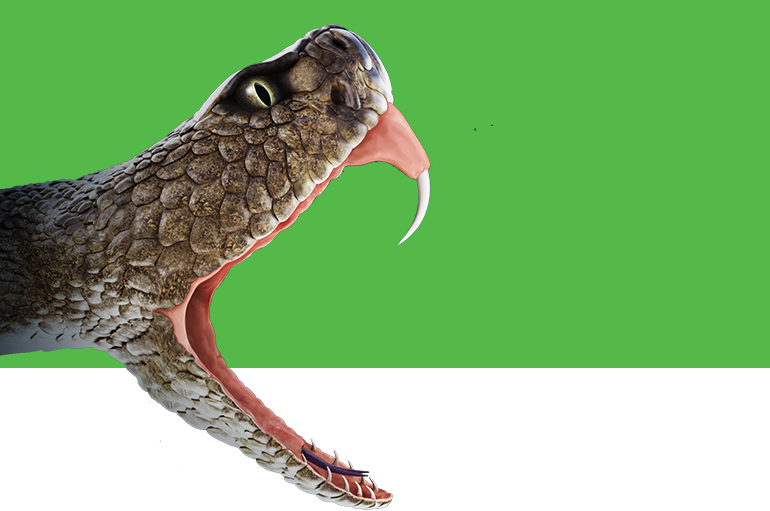 Download Rattlesnake Clipart Venomous Snake - Crofab - Full Size PNG ...