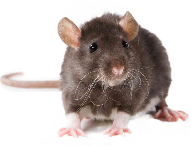 Download Pest Control Rat - Full Size PNG Image - PNGkit